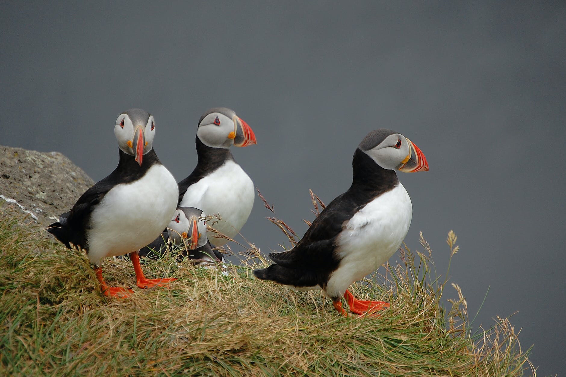 Puffinling Patrol Save Baby Puffins – Things Are Good